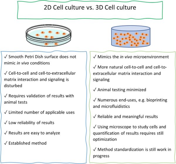 2D Cell Culture vs. 3D Cell Culture – AM Technologies By Brinter